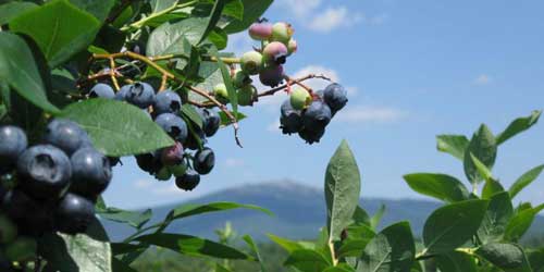 New Hampshire (NH) Attractions