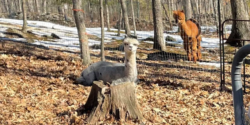 Zoos, Aquariums & Animal Parks in New Hampshire (NH)